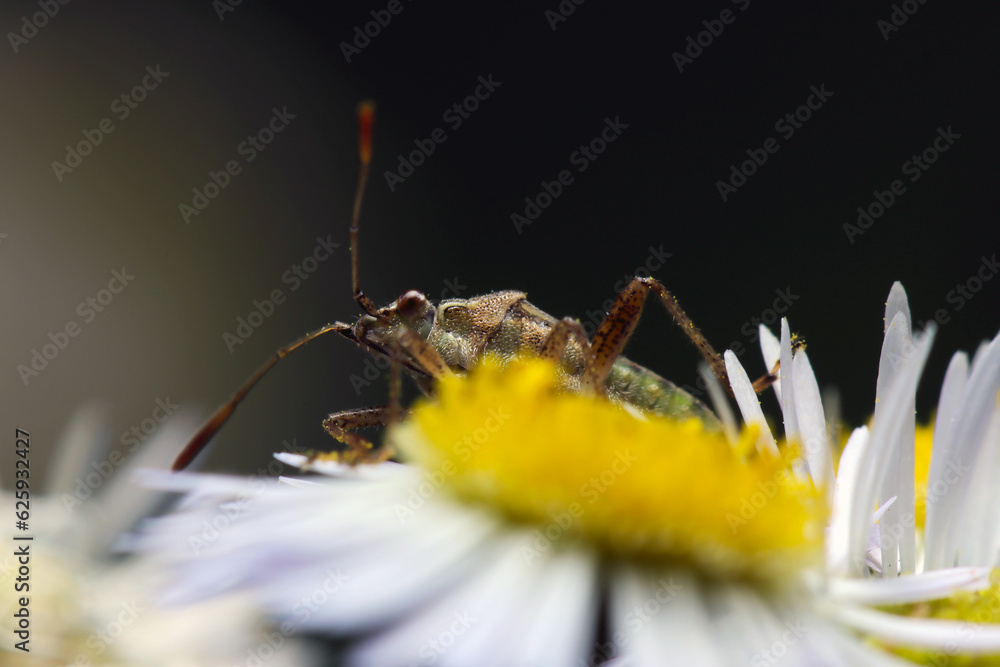 Stink bug Sukashihimeherikamemushi on a white flowerhead (Liorhyssus ...
