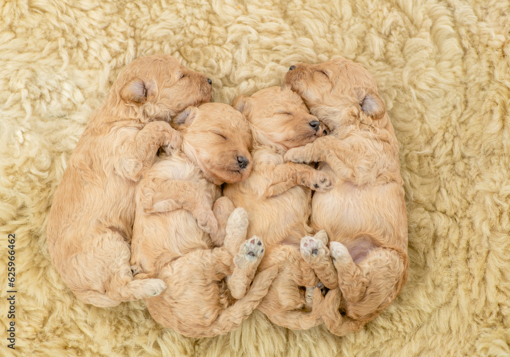 Four tiny cozy newborn Toy Poodle puppies sleep together. Top down view ...