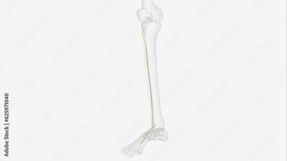 The deep fibular nerve (deep peroneal nerve) is a nerve of the leg. It ...
