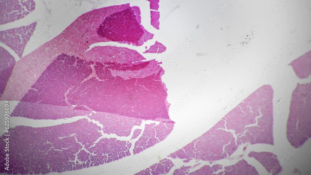 Macro scientific slide of human pancreas tissue magnified under ...
