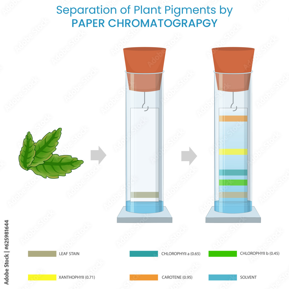 Separation of plant pigments by paper chromatography is a technique ...