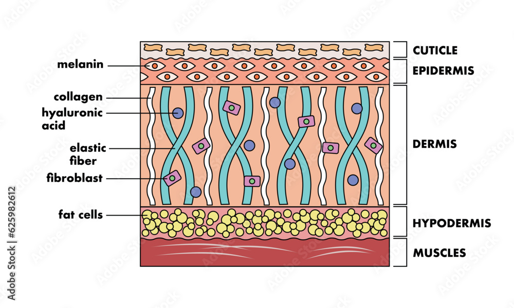 Skin anatomy. Structure human skin with collagen and elastin fibers ...