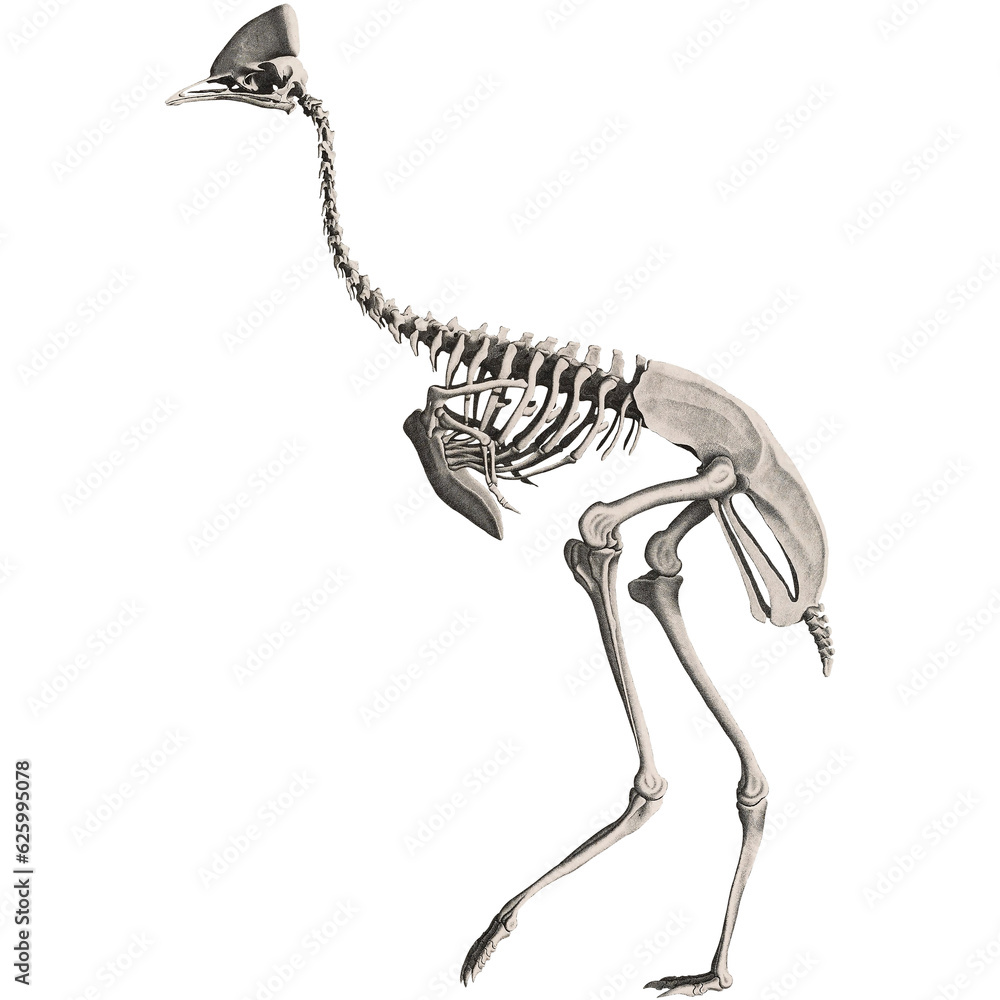 Cassowary Animal Anatomy Skeleton Scientific Illustration Giant Bird ...