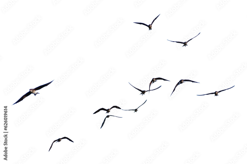 Real shot of flying birds on transparent background (png). Stock Photo ...