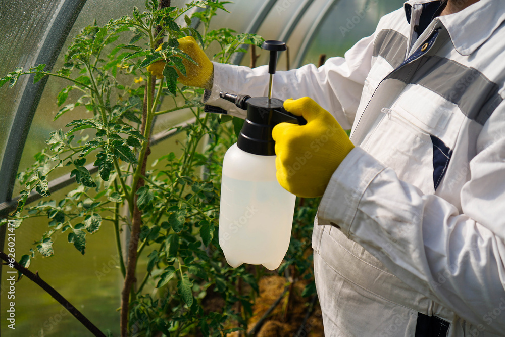 Farming concept. Spraying insecticide on tomato seedlings indoors ...