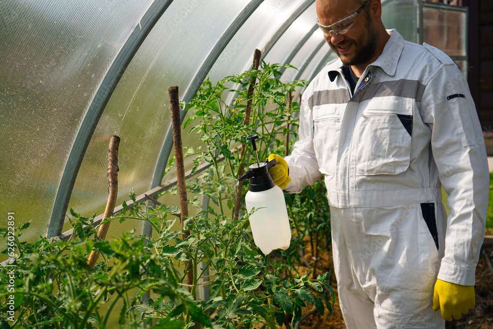 Farming concept. Spraying insecticide on tomato seedlings indoors ...