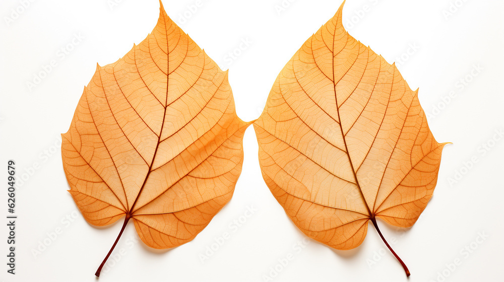 Set of golden leaves skeletons. Fallen foliage for autumn designs ...