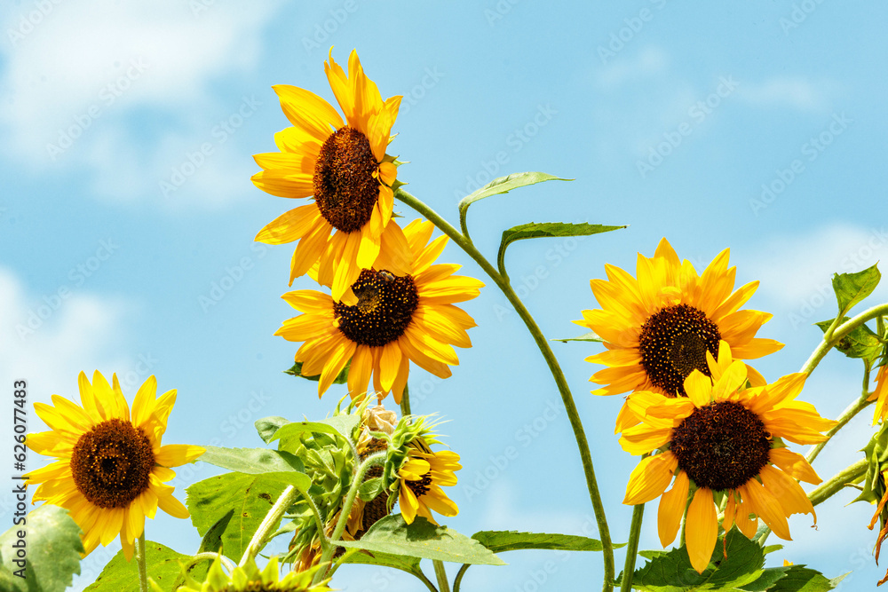 夏の日差しをあびるて咲くひまわり Stock 写真 Adobe Stock