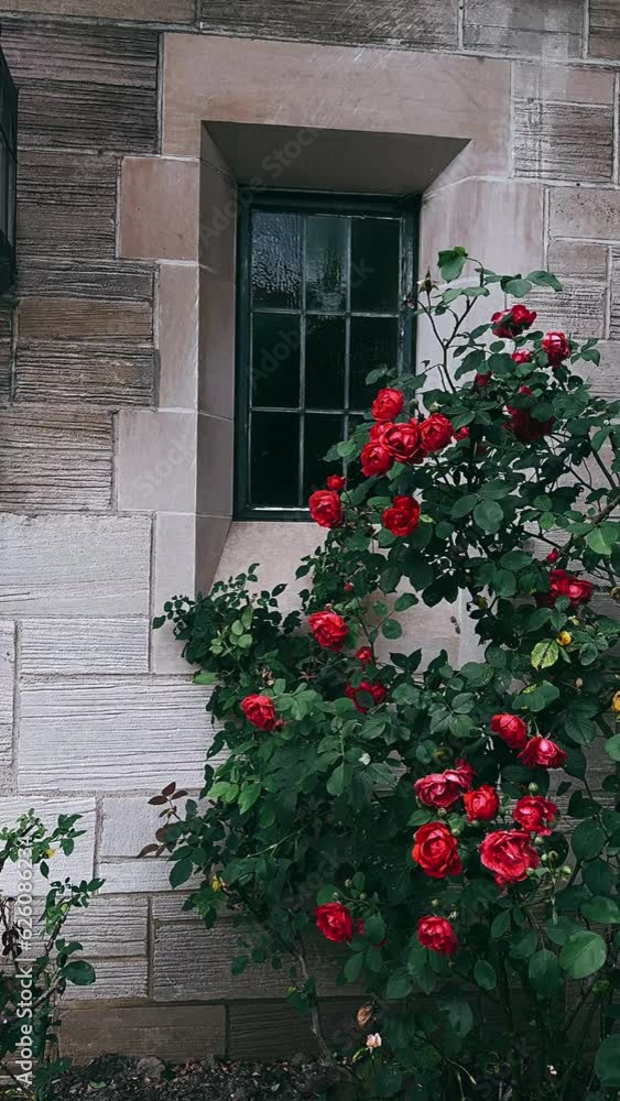 window with flowers,red roses on wooden background, red roses, red rose, flower garden, gardens ...