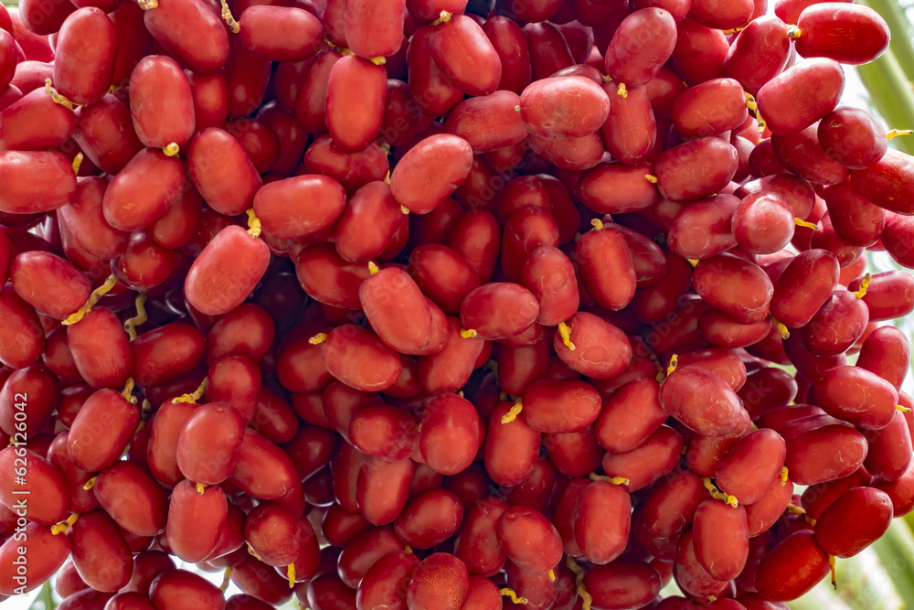 Fresh date palms,Raw Date Palm fruits growing on a tree,Fresh date ...