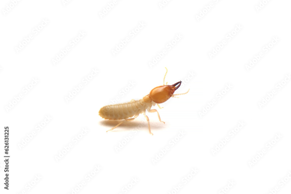 Close up of the Small termite on white background. Side view of the ...