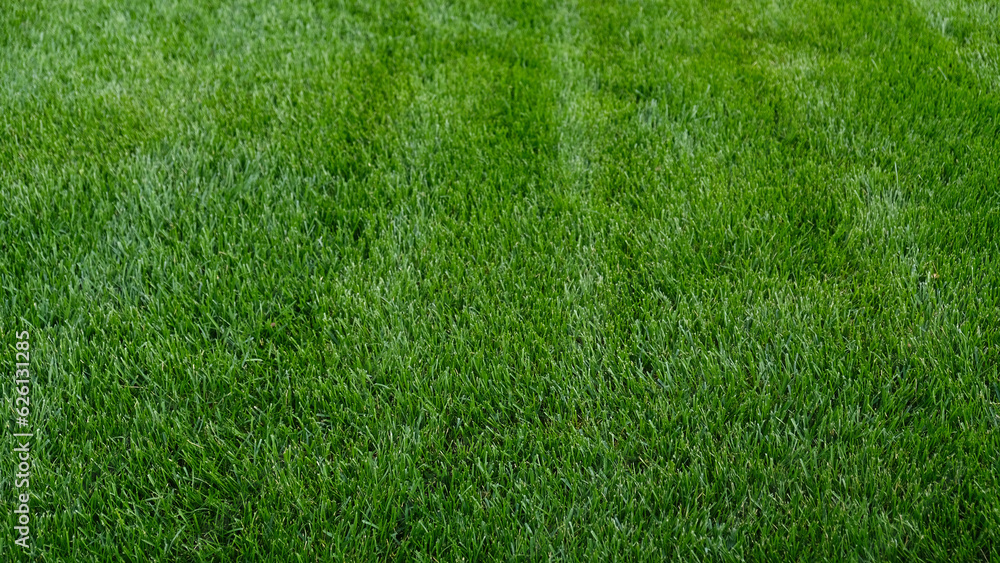 Close-up green grass, natural greenery texture of lawn garden. Stripes ...