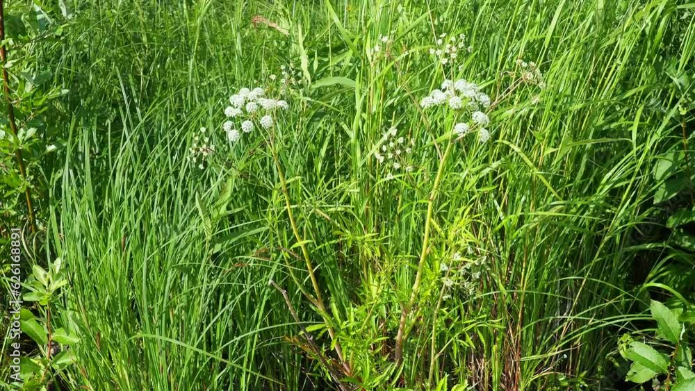 Windy shore of Lake. Taiga ecosystem. Reed sedge grow on hummocks. Fish ...