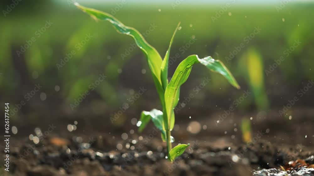 Agriculture. Green corn germ in drops of life-giving water. Farmer ...