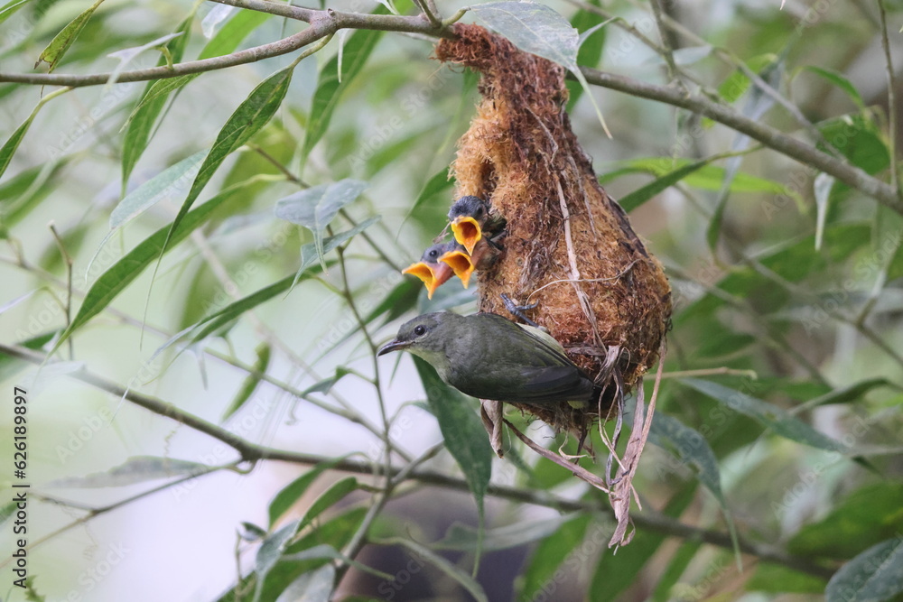 The orange-bellied flowerpecker (Dicaeum trigonostigma) is a species of ...