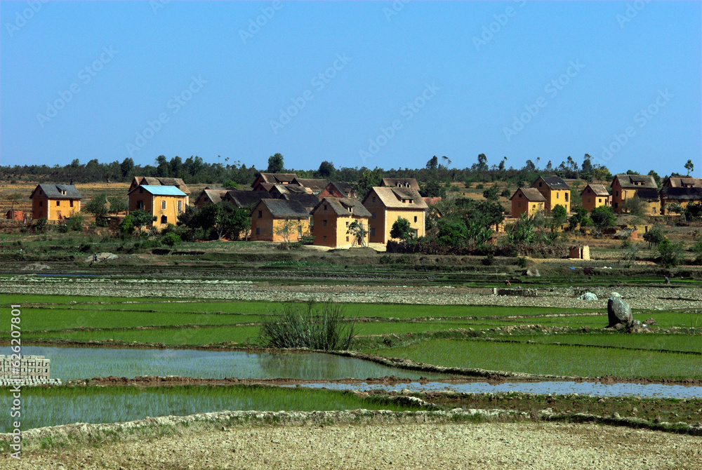 Riz, Risiére, Orysa sativa, Madagascar Stock Photo | Adobe Stock