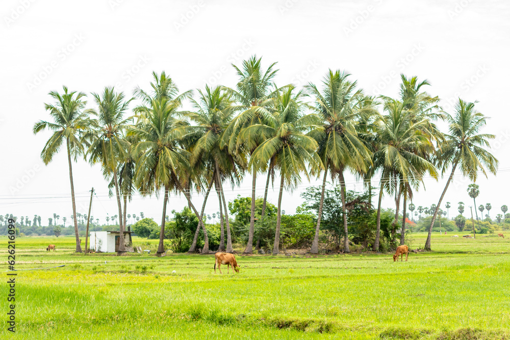 Beautiful scenery of coconut trees with cows in a grass field. A ...