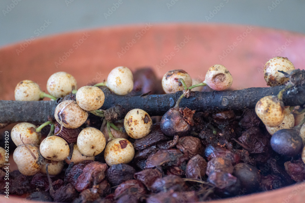 Fruit of Ficus superba, also known as sea fig or deciduous fig, is a ...