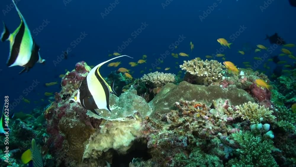 Multitude of fish species brings radiant glow to underwater coral of ... Multitude of fish species brings radiant glow to underwater coral of ...