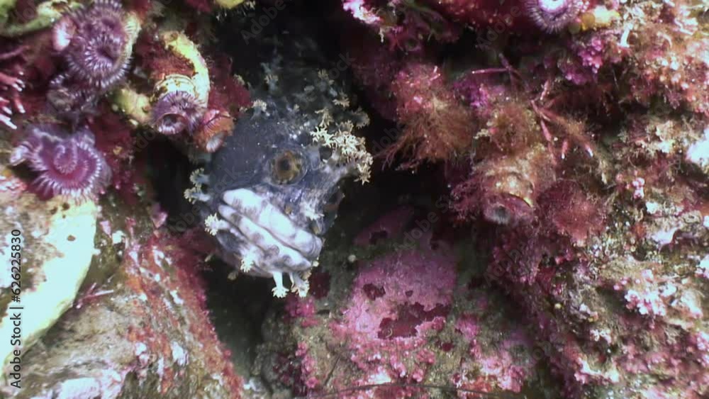 Close-up of Japanese hairy-headed fish dog in underwater Sea of Japan ...