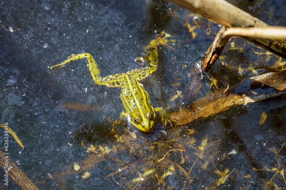 Pool frog Pelophylax lessonae during mating season in a pond Stock ...