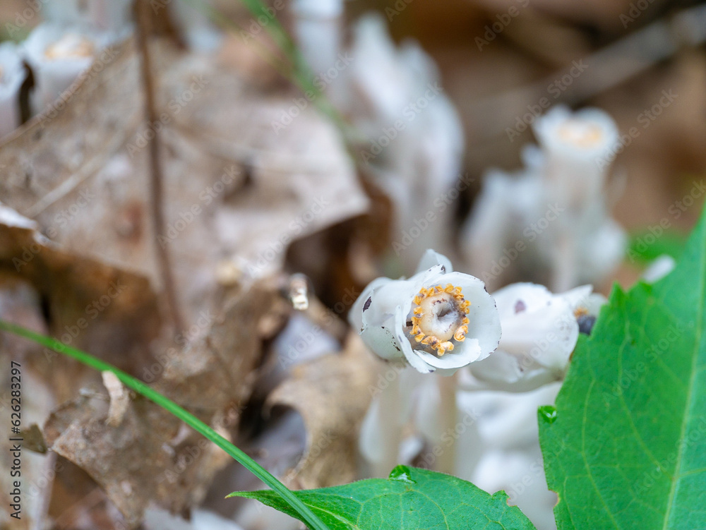 Monotropa uniflora, also known as ghost plant, ghost pipe, is an ...