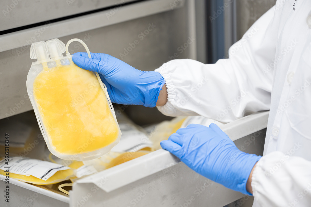 Doctor hand wearing blue gloves holding fresh frozen plasma bag in ...