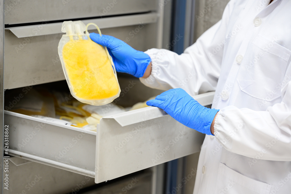Doctor hand wearing blue gloves holding fresh frozen plasma bag in ...