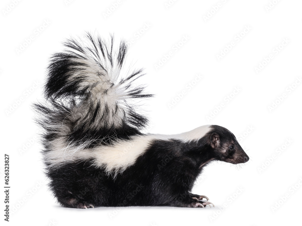 Photo & Art Print Cute classic black with white stripe young skunk aka ...