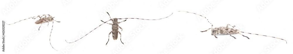 round head or Roundheaded Wood borer - Acanthocinus obsoletus - is a ...