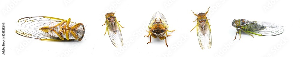 Olympic Scrub Cicada - Diceroprocta olympusa - Has the most extensive ...