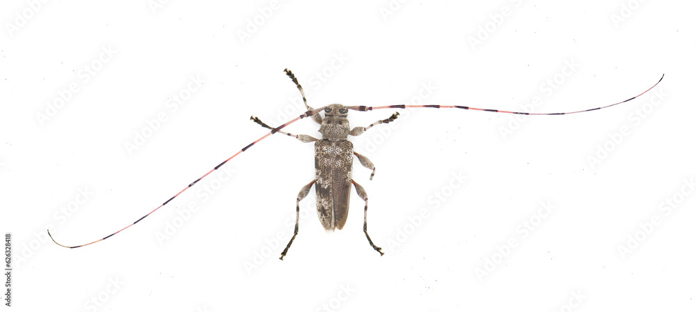 round head or Roundheaded Wood borer - Acanthocinus obsoletus - is a ...