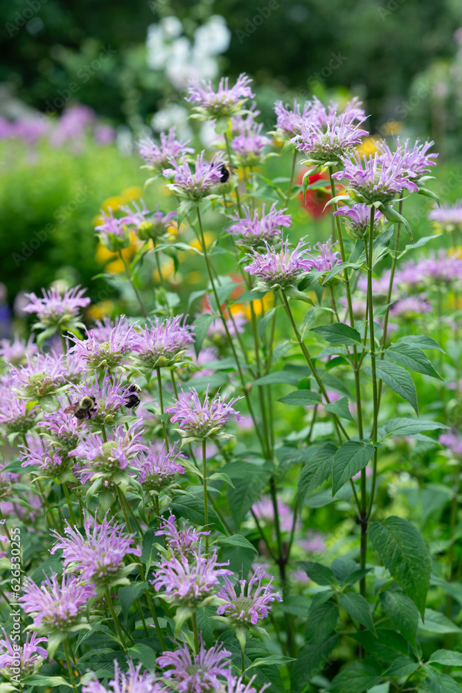 pink monarda flowers in the garden Stock Photo | Adobe Stock