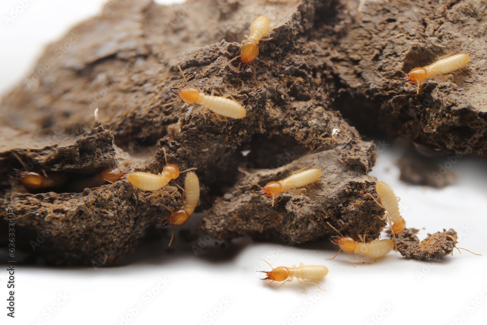 Termites in the nest on a white background. Small animals are dangerous ...