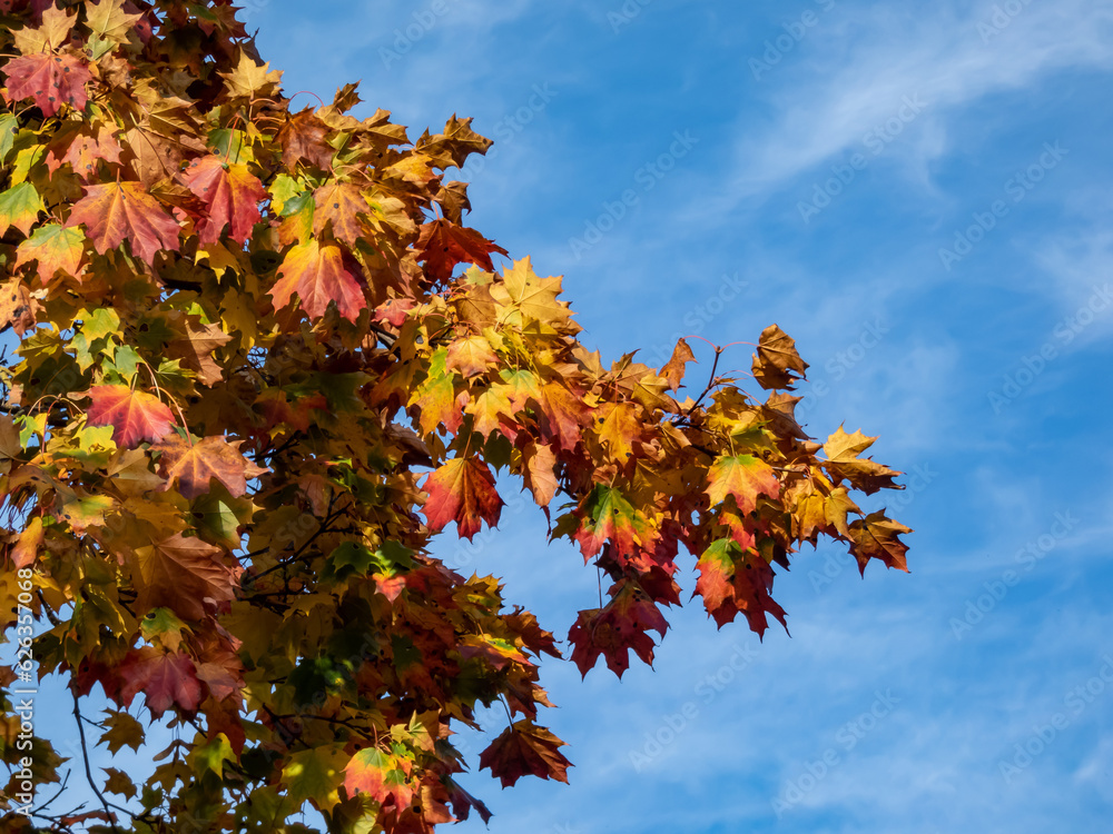 View of branches of big maple tree full with leaves changing colours ...