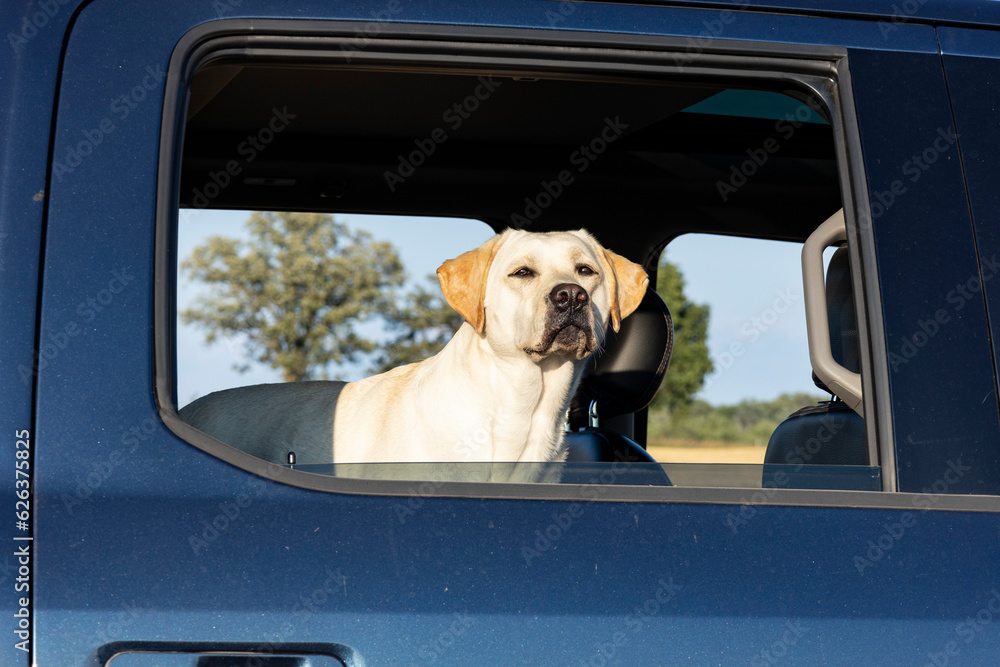 A white Labrador retriever looking out of the back seat window of a ...
