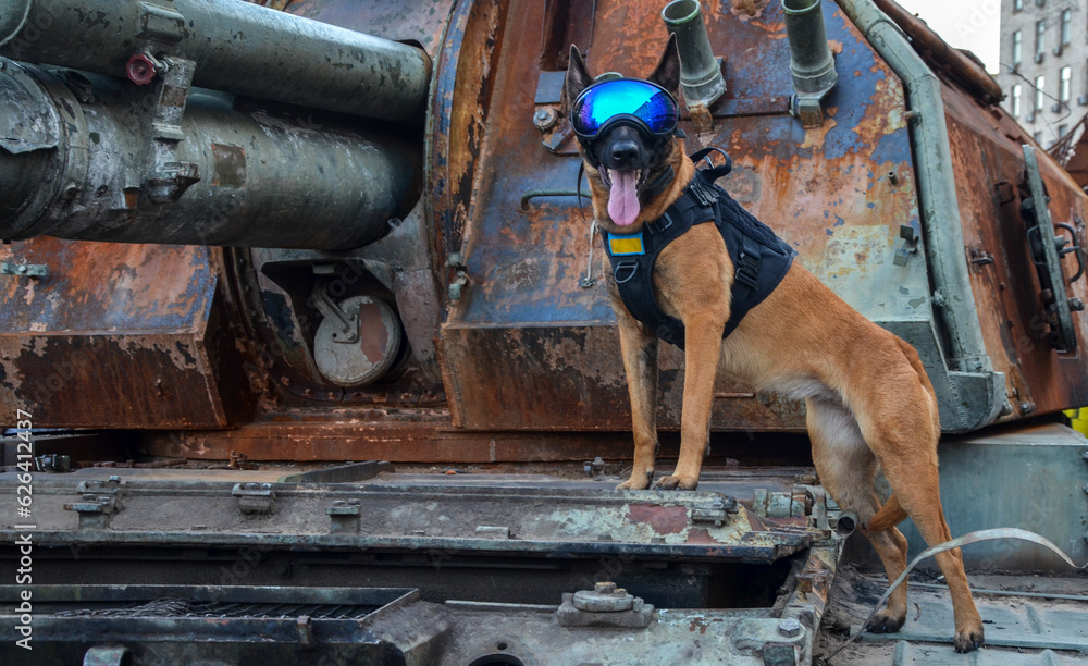 Military dog of Ukrainian army is shown outfitted in his gear ...