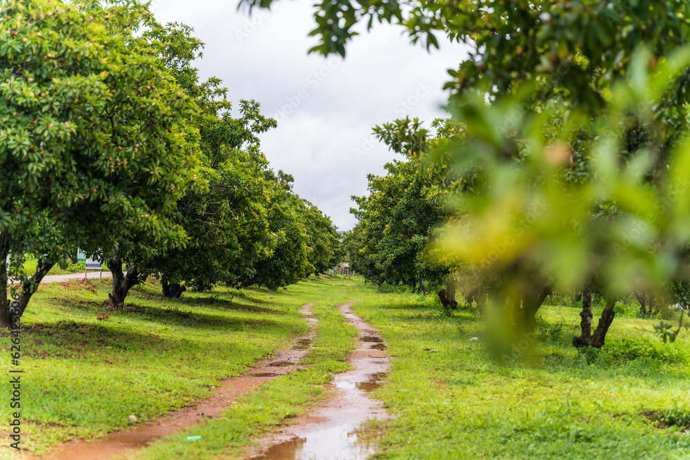 chiku tree farm sapodilla farm. Healthy and organic farm food concept ...