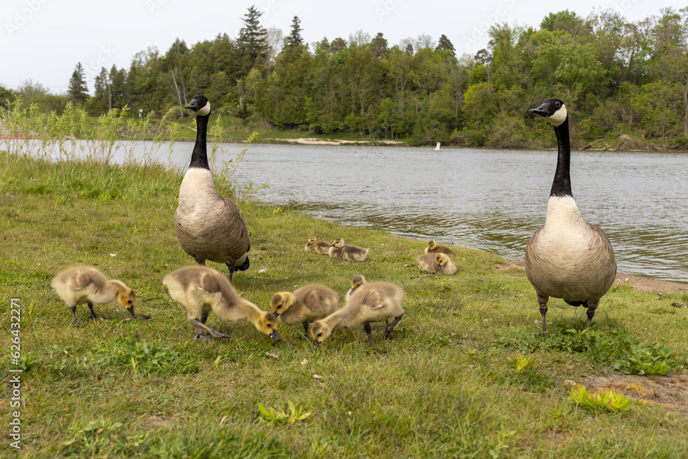 Baby geese flock - geese eating - cute canadian geese - tiny cute baby ...