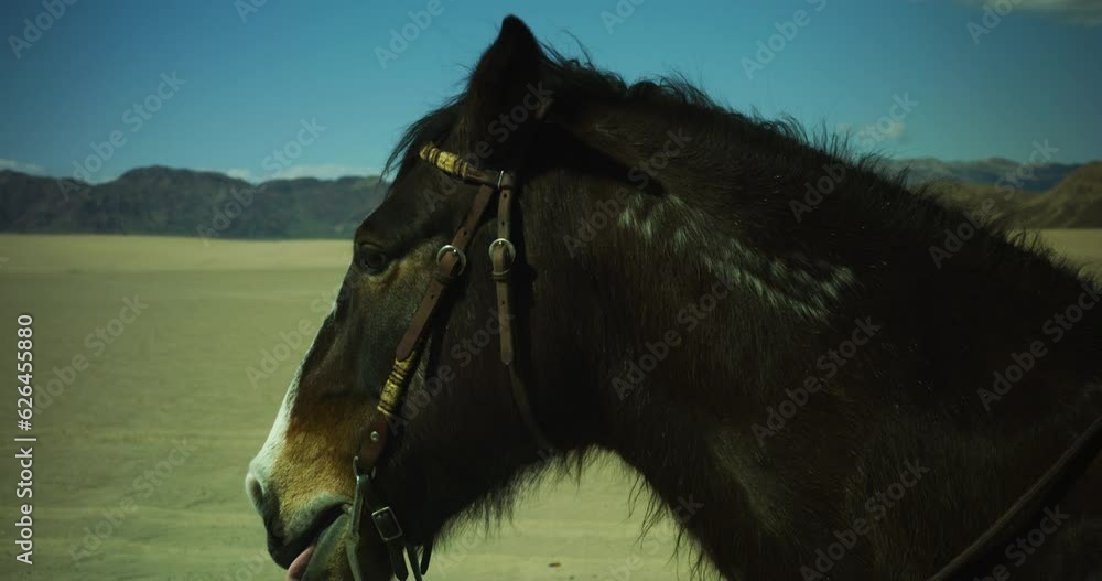 Vidéo Stock Brown horse in the desert. Close up on horses head. Sunny ...