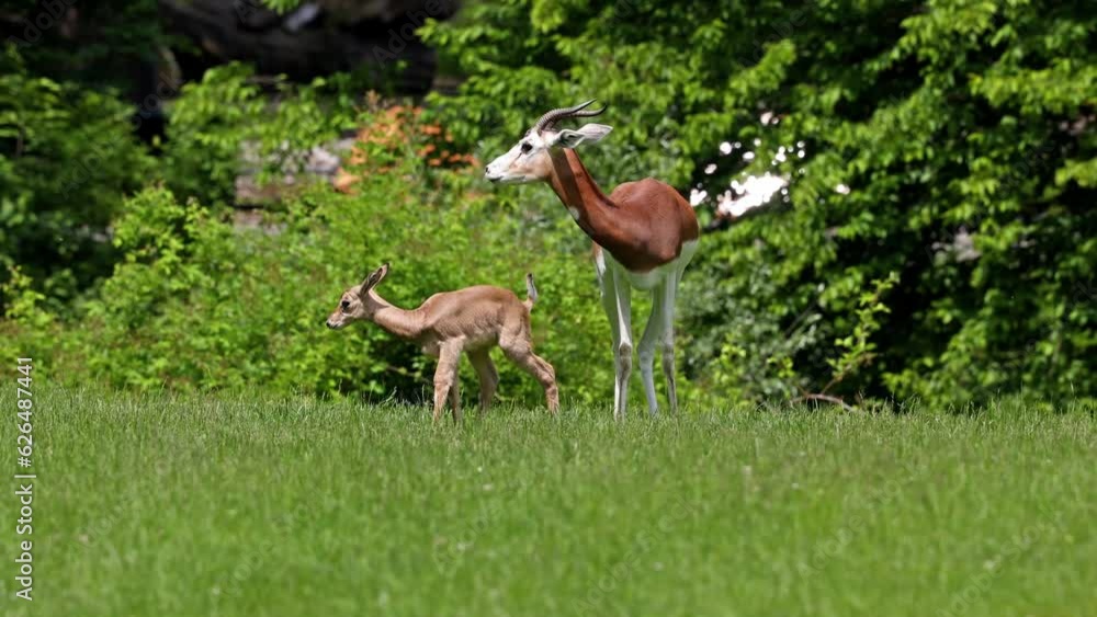 Dama gazelle Baby. Gazella dama mhorr or mhorr gazelle is a species of ...