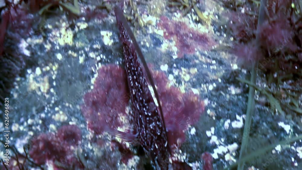 Coloring fish in color of underwater seabed. Camouflaged by its ...