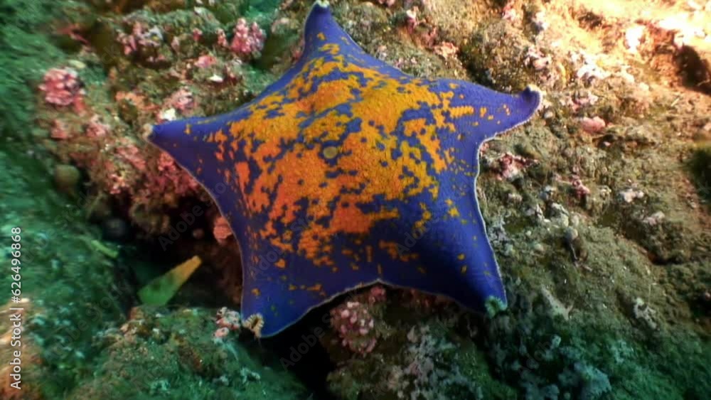 Explore enchanting presence of rare and beautiful starfish beneath ...