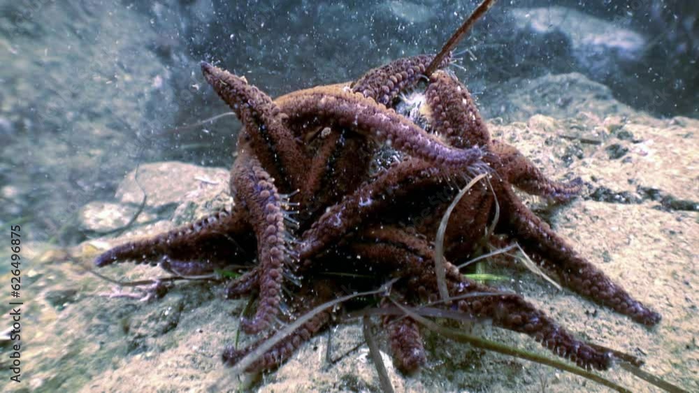 Close-up group of starfish feasts on sea urchin on underwater floor in ...
