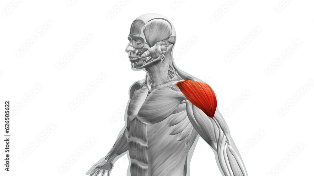 Poster Anatomy of the Deltoid Muscles – Wall Art | UkPosters