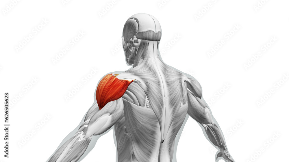 Anatomy of the Deltoid Muscles Stock Illustration | Adobe Stock