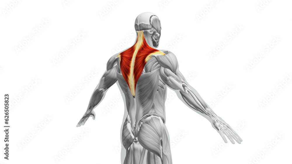 Anatomy of the Trapezius Muscles Stock Illustration | Adobe Stock