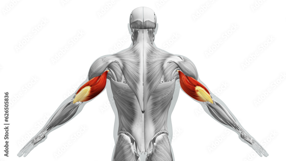 Anatomy of the Triceps Muscles Stock Illustration | Adobe Stock