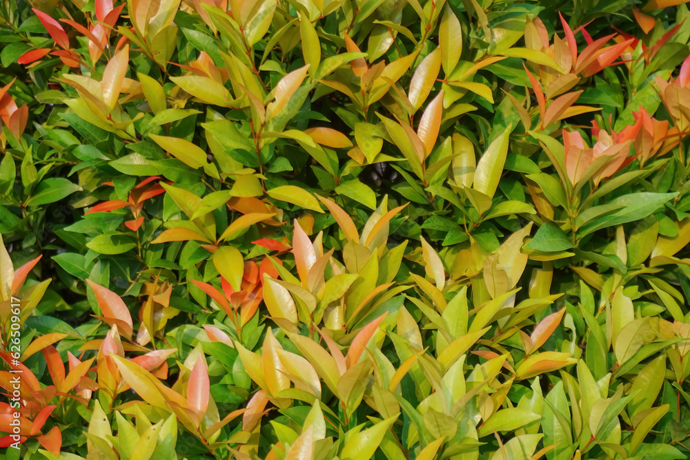 Pucuk Merah (Syzygium myrtifolium) are a type of plant known as an ...