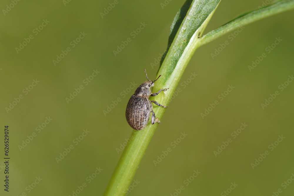 Marram gras weevil Philopedon plagiatus (plagiatum) on a stem. Tribe ...